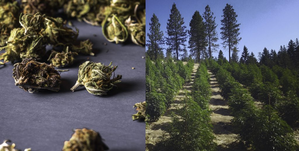 banner 2 – Fields of Hemp